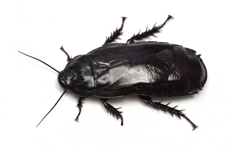 珍獣図鑑（9）：日本から35年ぶりに新種エントリー！ ゴキブリの概念を覆す美麗種、ルリゴキブリ | ほとんど0円大学