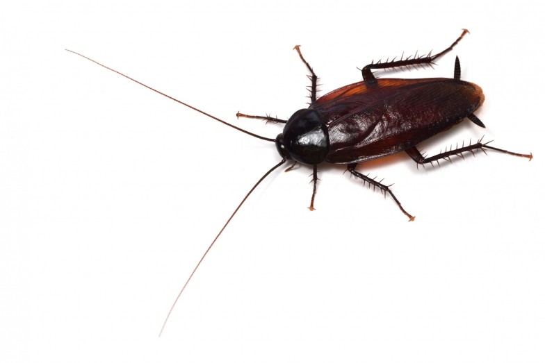 珍獣図鑑（9）：日本から35年ぶりに新種エントリー！ ゴキブリの概念を覆す美麗種、ルリゴキブリ | ほとんど0円大学